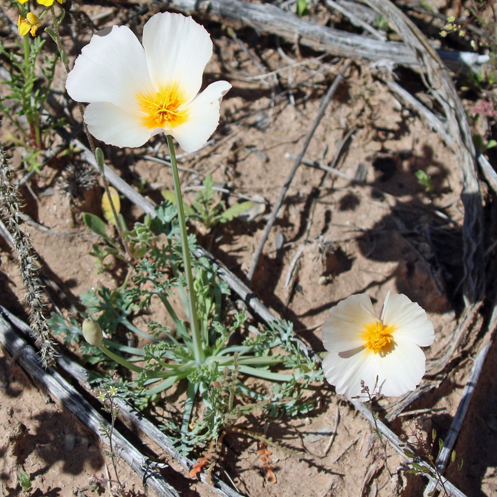 Mexican poppy from Amado, AZ, USA on March 19, 2024 at 12:30 PM by John ...