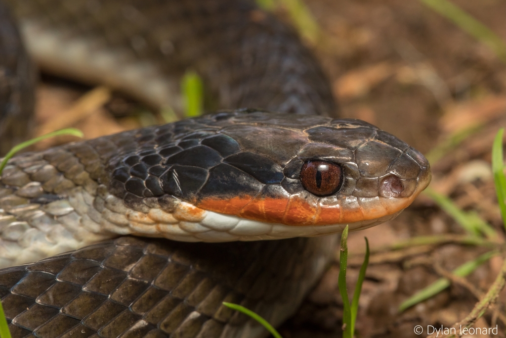 Red-lipped Snake from 3290, South Africa on November 12, 2022 at 11:23 ...
