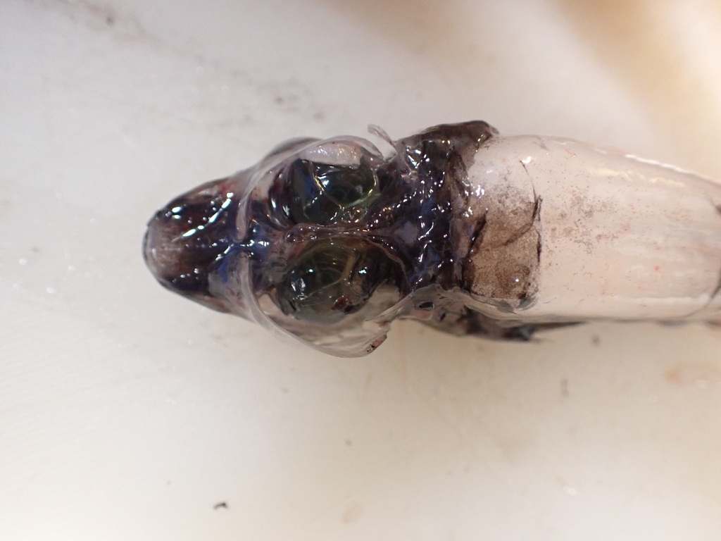 Pacific Barreleye (Macropinna microstoma) - Marine Life Identification