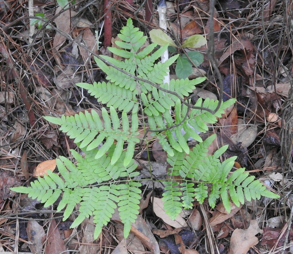 common bracken from Charlton, Georgia, United States on March 4, 2024 ...