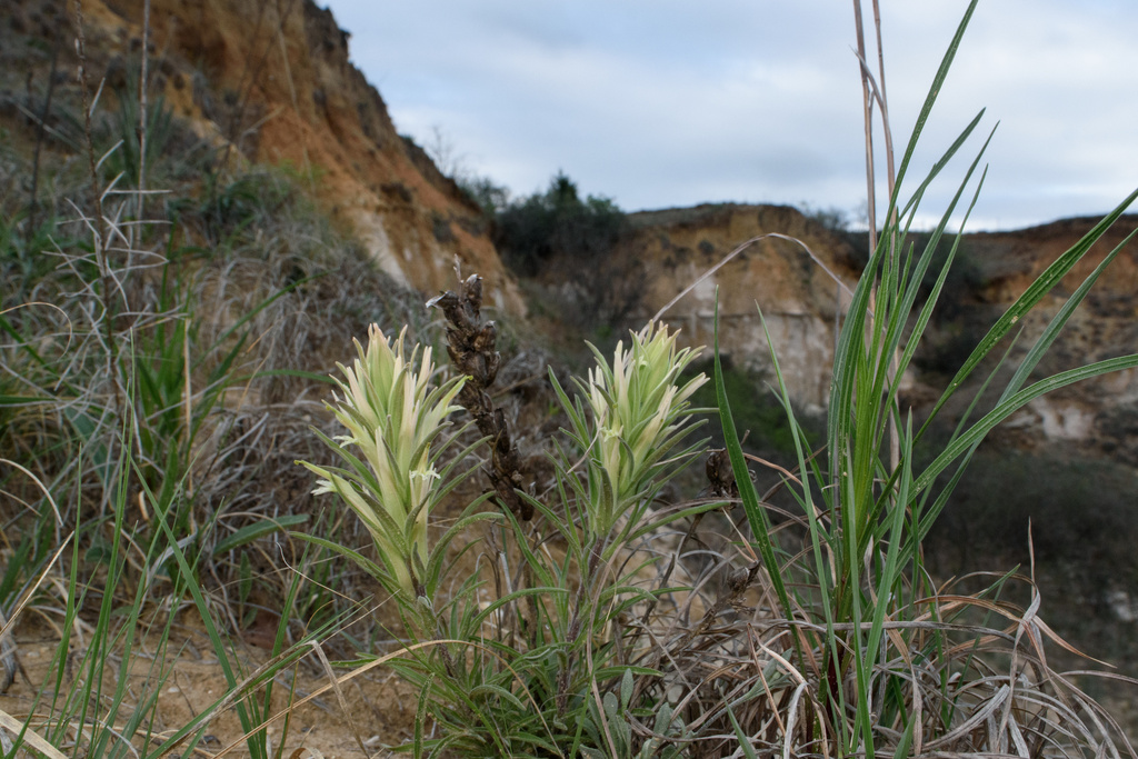 Downy Paintbrush in March 2024 by Aidan Campos. Castilleja sessiliflora ...