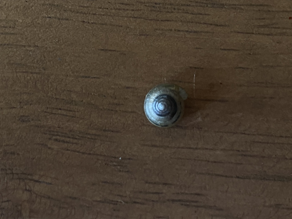Dome Snails from John St, New Castle, PA, US on March 21, 2024 at 02:38 ...