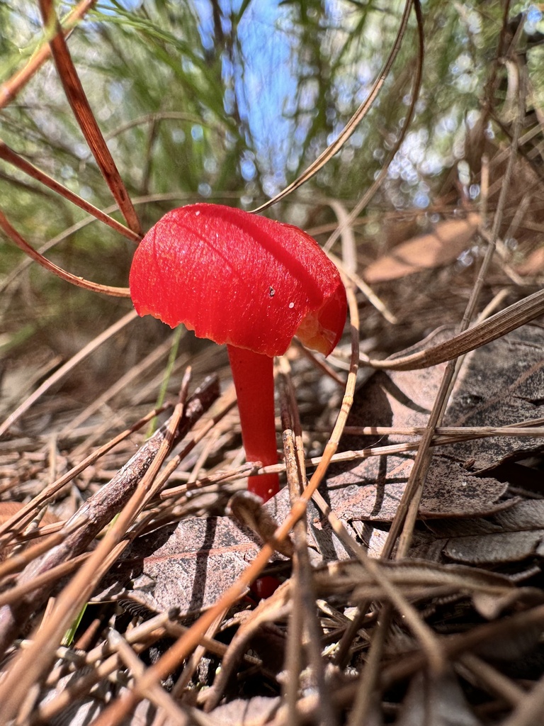 Waxcaps from K’gari (Fraser Island) Recreation Area, Eurong, QLD, AU on ...