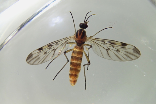 Window Gnat (Sylvicola fenestralis) · iNaturalist