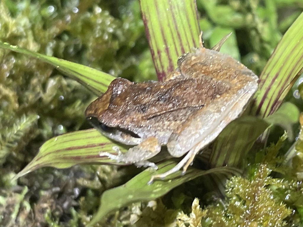 Cachabi Robber Frog in March 2024 by Larry Chen · iNaturalist
