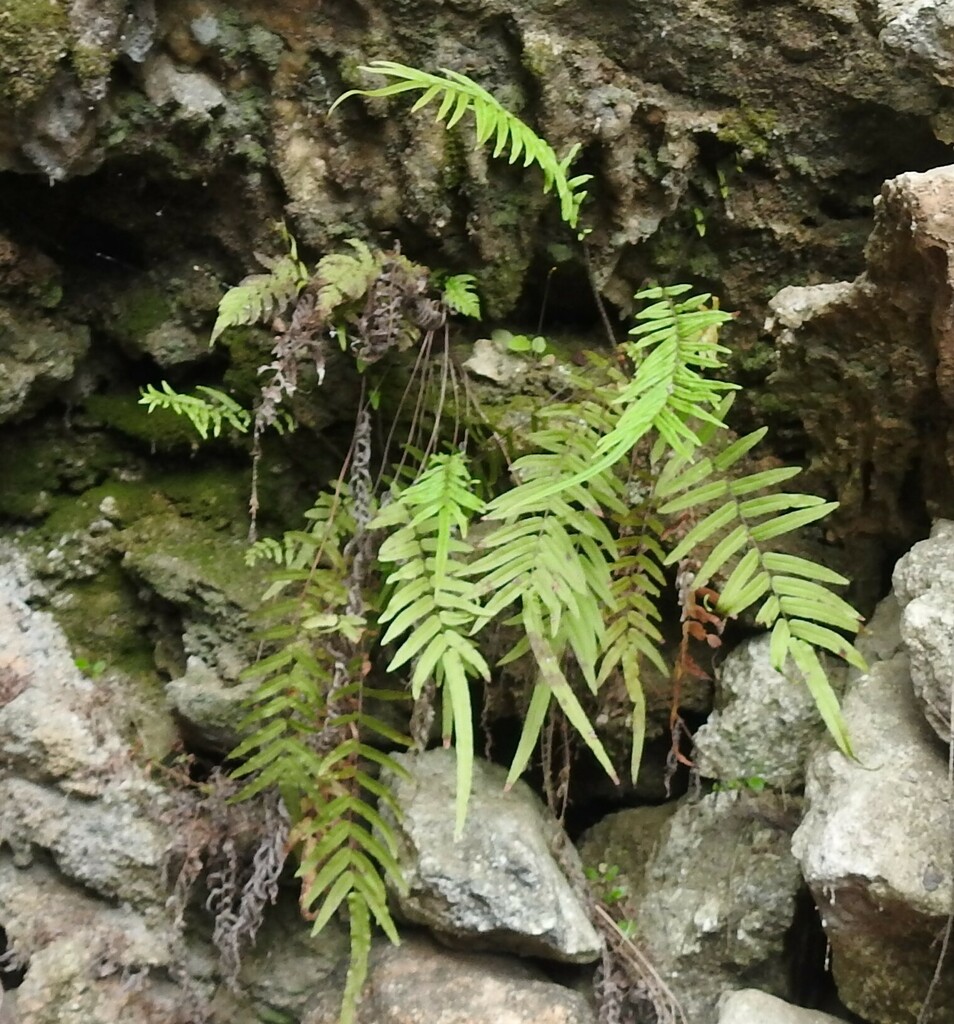 ladder fern from Charlton County, GA, USA on March 4, 2024 at 02:35 PM ...