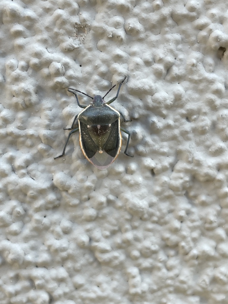 Say's Stink Bug from La Jolla High School, San Diego, CA, US on March ...