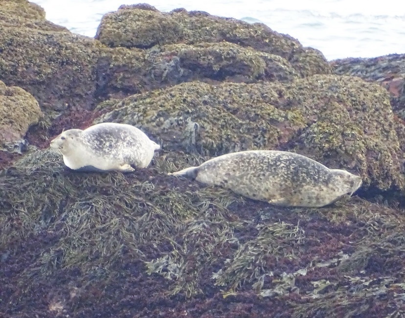 Harbor Seal from Gulf of Maine, Rye, NH, US on March 20, 2024 at 10:49 ...