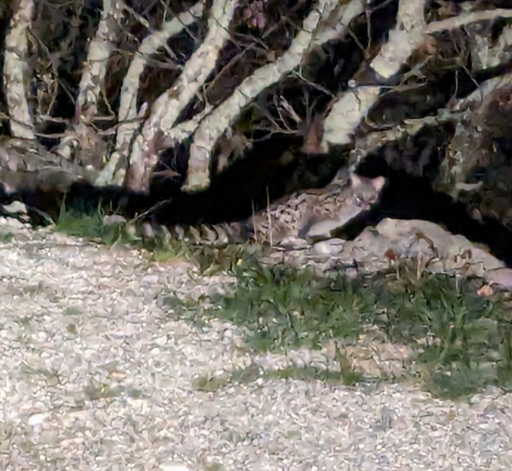 Northern Small-spotted Genet from 07460 Beaulieu, France on March 21 ...