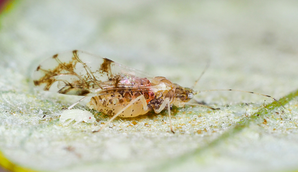 Oak and Chestnut Aphids from Southeast Edmonton, Edmonton, AB, Canada ...