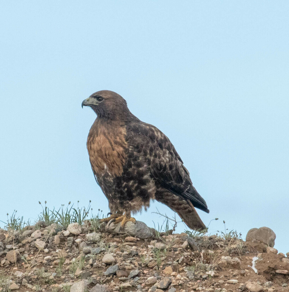 Western Red-tailed Hawk from Clark County, NV, USA on March 16, 2024 at ...