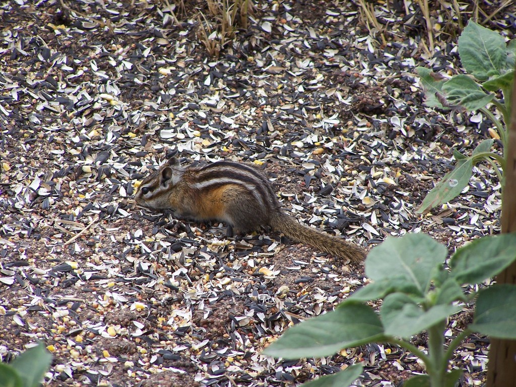 Least Chipmunk from Moose Visitor Center on August 24, 2009 at 01:20 PM ...