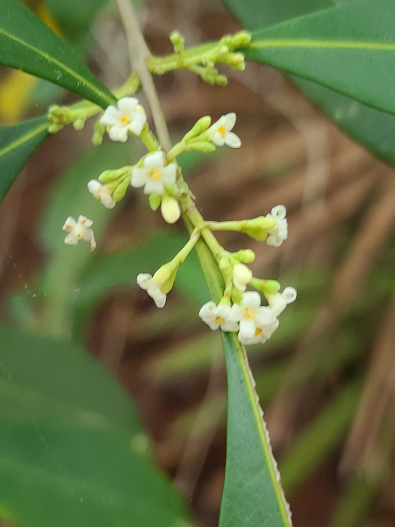 American olive from Jeff Friend Trail, Bon Secour National Wildlife ...