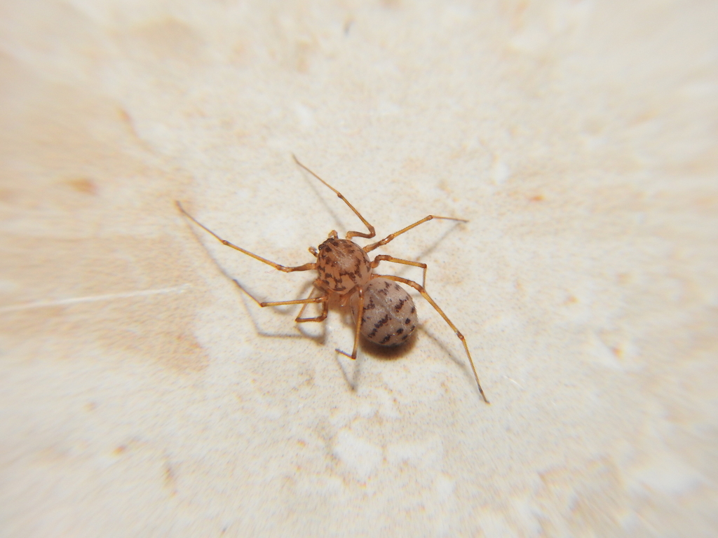Common Spitting Spider from Satélite, Los Limones, 37448 León de los ...