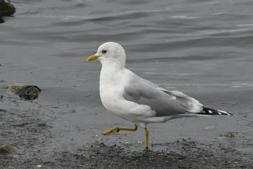Short-billed Gull from White Rock, BC, Canada on March 21, 2024 at 11: ...