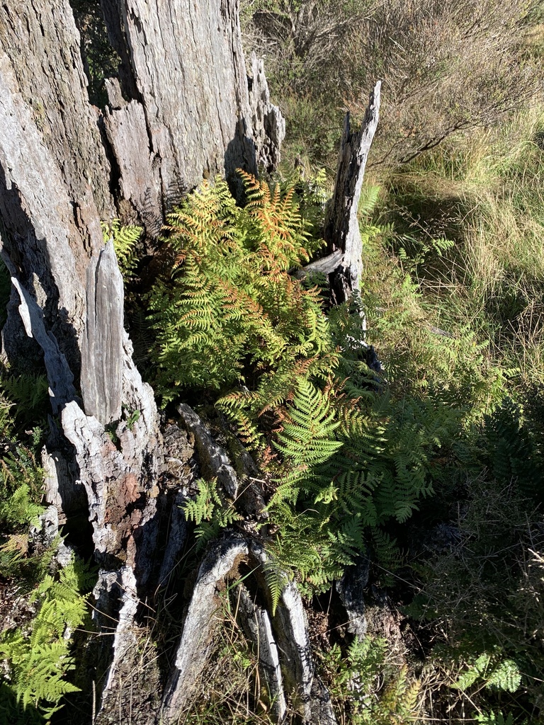 leptosporangiate ferns in March 2024 by Michael M · iNaturalist