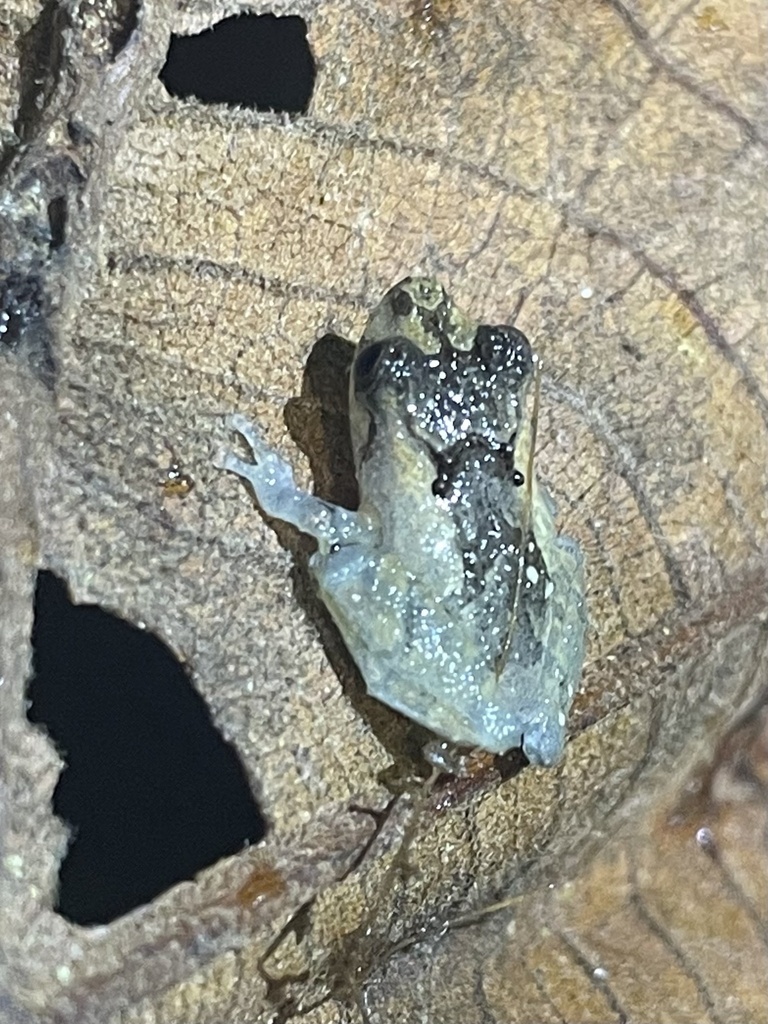 Rain and Robber Frogs in March 2024 by Larry Chen · iNaturalist