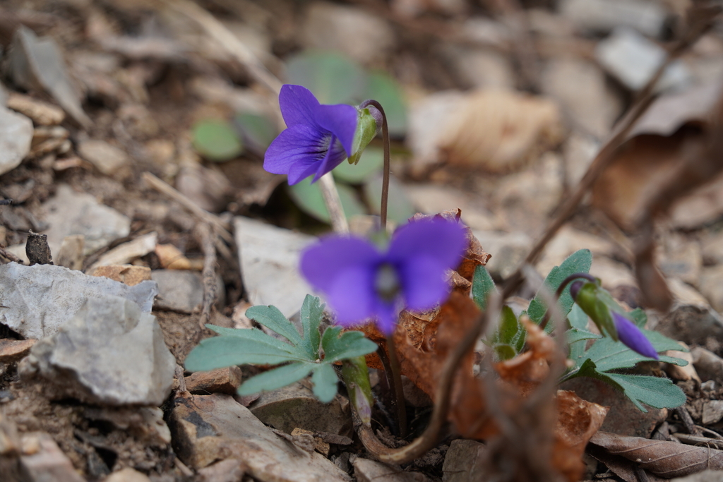 palm violet in March 2024 by Samantha Heller · iNaturalist