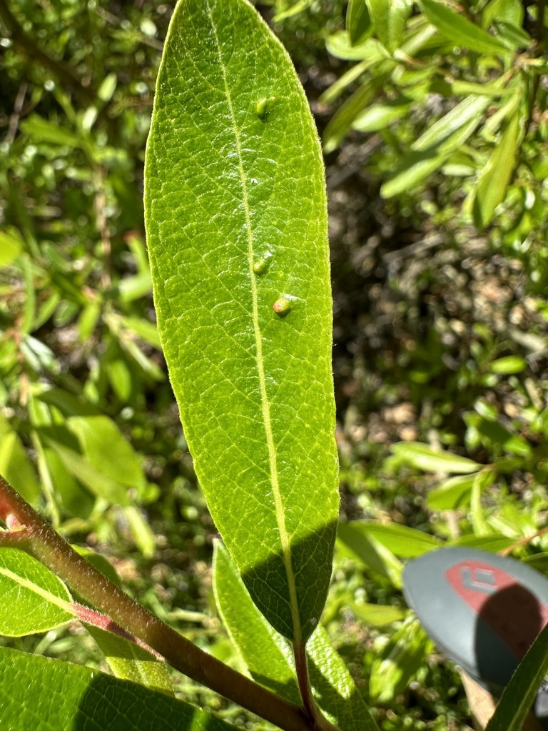 Willow Bead Gall Mite from Lawler Ranch Rd, Woodside, CA, US on March ...