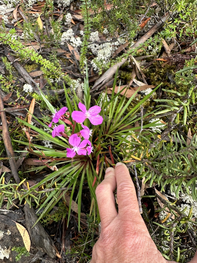 Grass Triggerplant from Mount Field National Park, Mount Field, TAS, AU ...