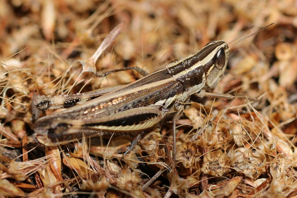 Inland Macrotona from Halls Gap VIC 3381, Australia on February 8, 2024 ...