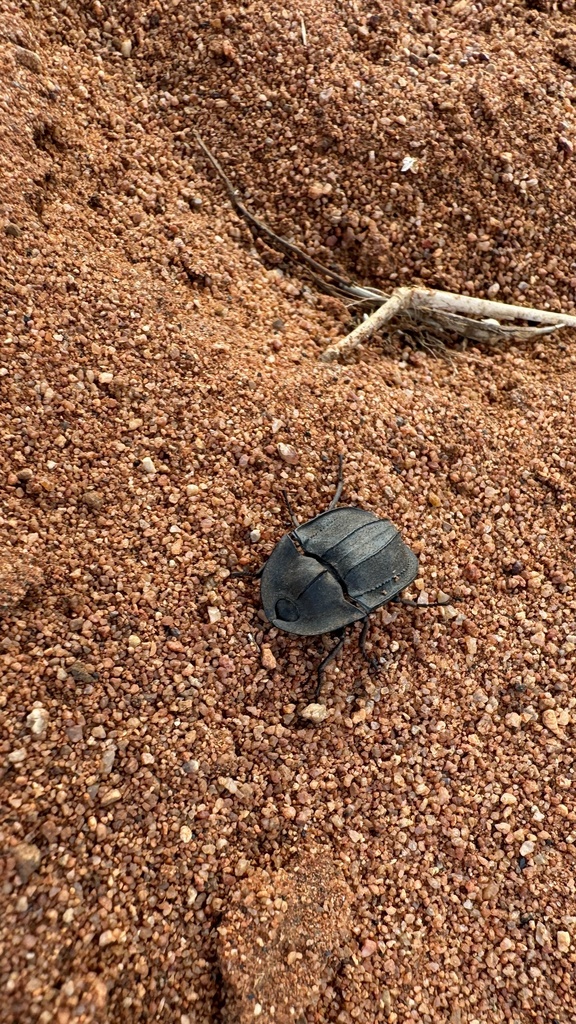 Pie-dish Beetles from Nyapari, SA, AU on March 21, 2024 at 07:10 PM by ...
