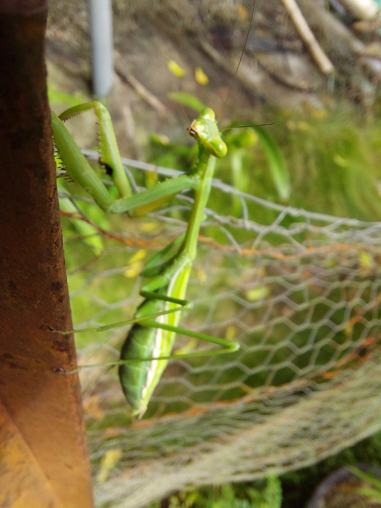 False Garden Mantis from Mount Nebo QLD 4520, Australia on March 16 ...