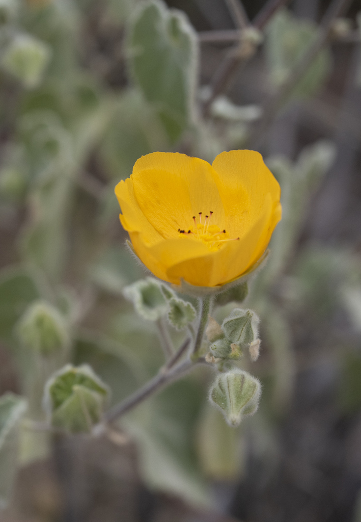 Palmer's Indian mallow from Pima County, AZ, USA on March 20, 2024 at ...