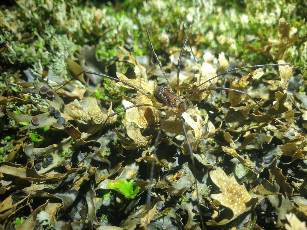 Forsteropsalis fabulosa from Karangarua 7886, New Zealand on March 18 ...