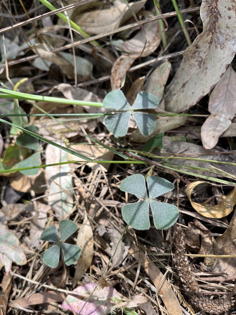Common Nardoo from Sumner Ave, Northcote, VIC, AU on March 21, 2024 at ...