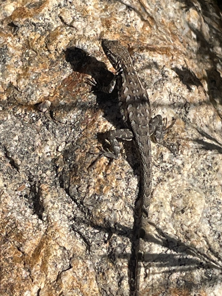 Western Side-blotched Lizard from San Diego County, CA, USA on March 20 ...
