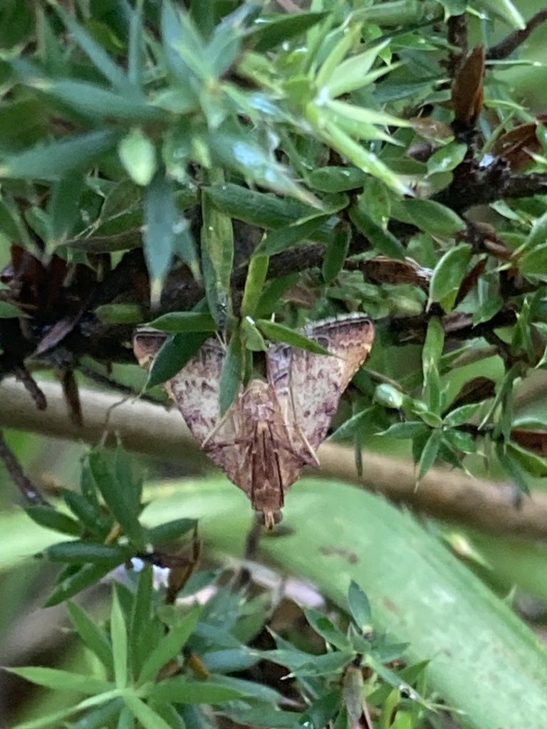 Endotricha pyrosalis from Coomba Park, NSW, AU on March 22, 2024 at 09: ...