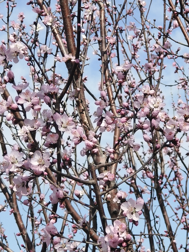Chinese Wild Peach from Beijing, Beijing, CN on March 17, 2024 at 10:29 ...