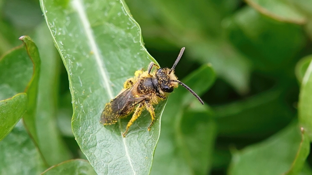 Mining Bees from Cassidy, BC, Canada on March 21, 2024 at 12:10 PM by ...