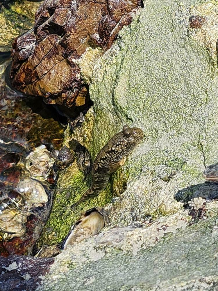 Shuttles hoppfish from Hong Kong on March 21, 2024 at 12:50 PM by Aiden ...