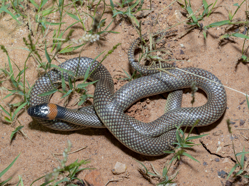 Bright-naped Snakes (Furina) - Snakes and Lizards