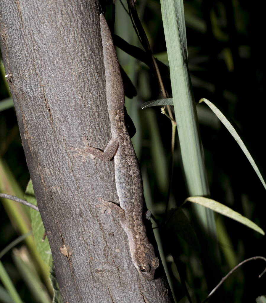 Zigzag Velvet Gecko from Mount Isa QLD 4825, Australia on March 8, 2024 ...