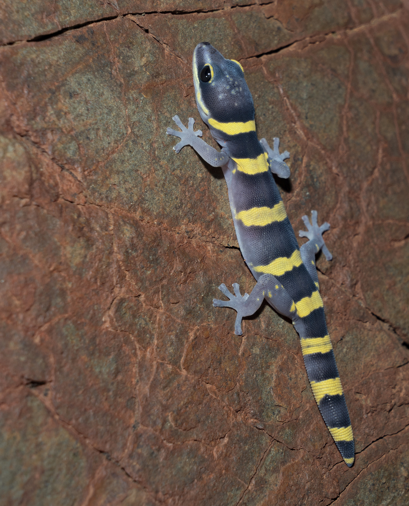 Gulf Marbled Velvet Gecko from Mount Isa QLD 4825, Australia on March 8 ...