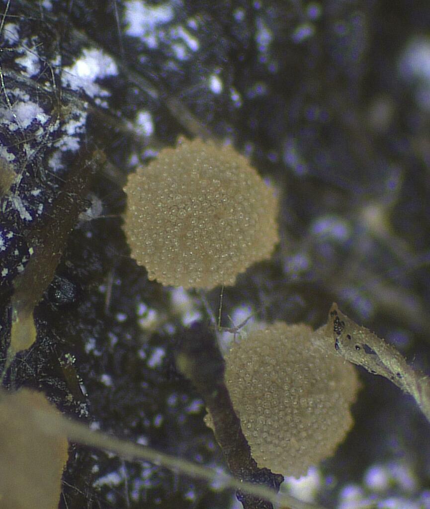 Iodophanus carneus from Port Albert VIC 3971, Australia on March 22 ...