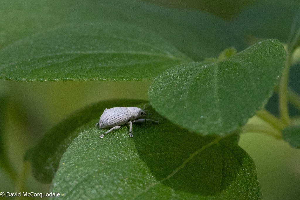 Little Leaf Notcher from Islamorada, FL, USA on February 15, 2024 at 11 ...