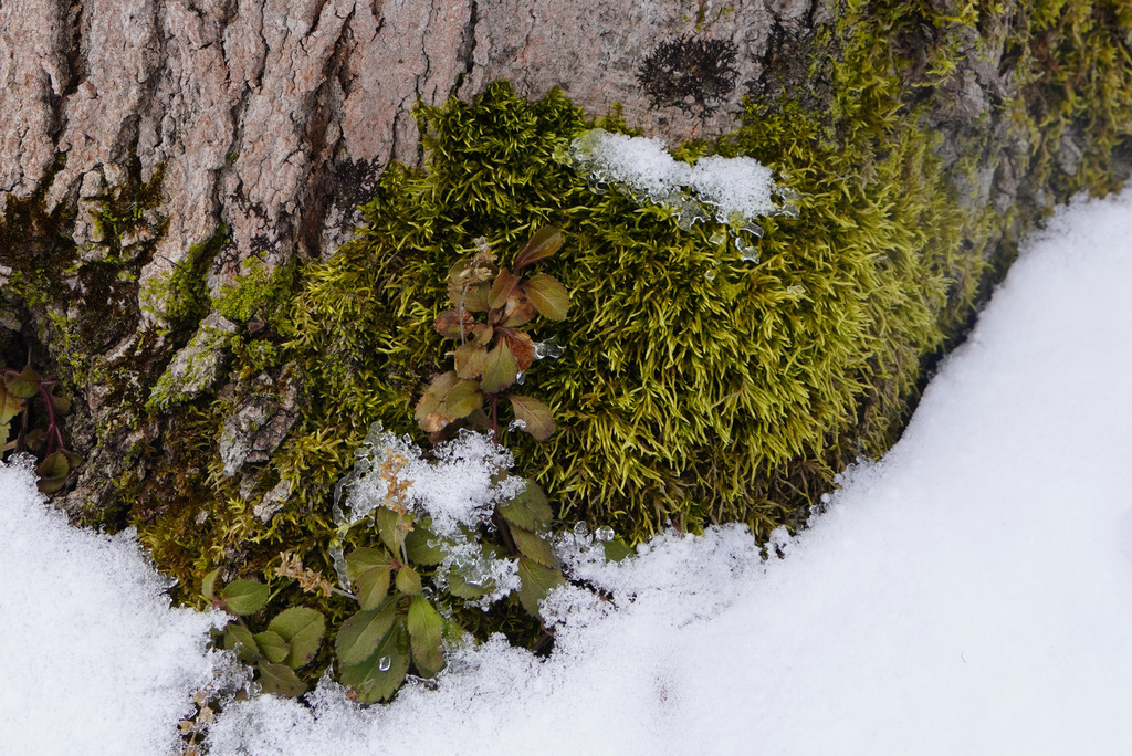 Virginia saxifrage from Grey County, ON, Canada on March 21, 2024 at 01 ...