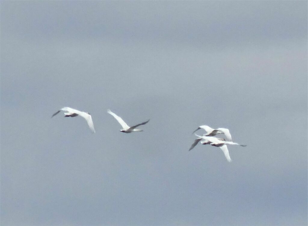 Tundra Swan from Valens Conservation Area, Regional 97 Rd, Hamilton, ON ...