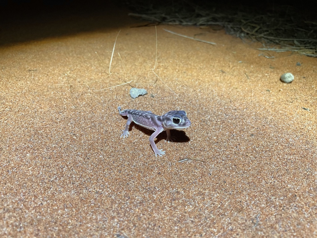 Pernatty Knob-tailed Gecko in March 2024 by lewisloncar · iNaturalist