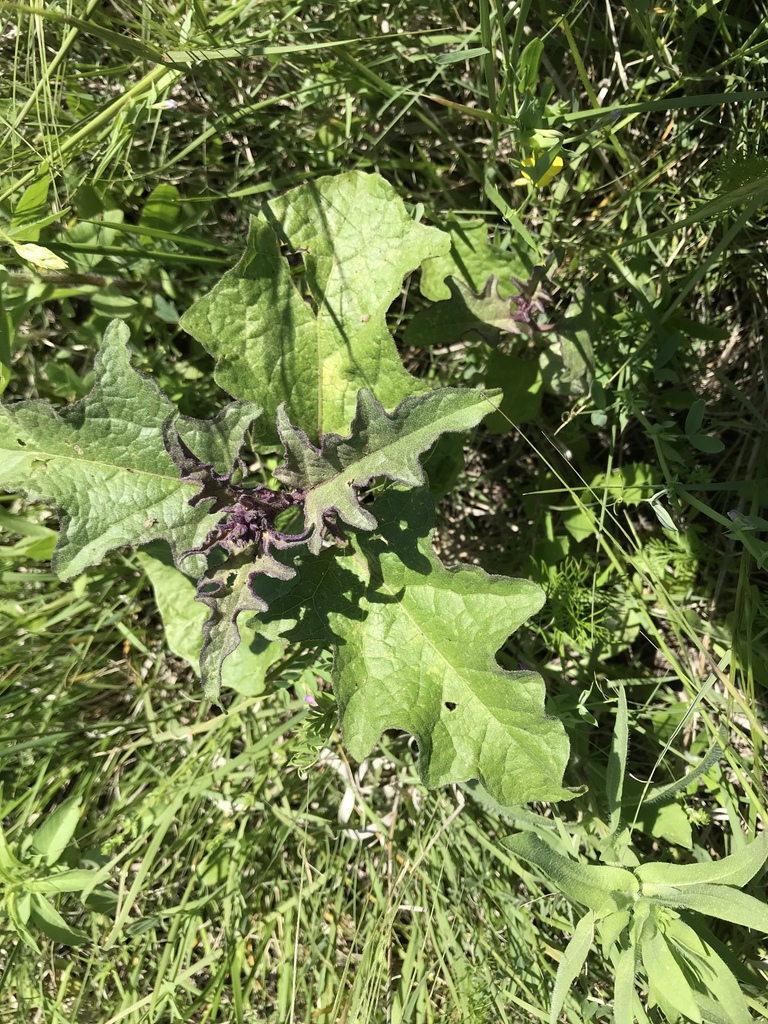 western horsenettle from 10636 Old Granbury Rd, Crowley, TX, US on ...