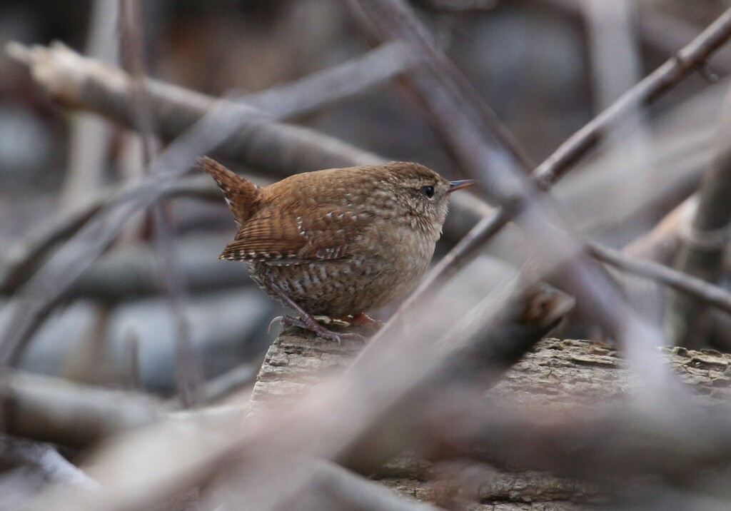 Winter Wren from Stoney Creek, Hamilton, ON, Canada on April 27, 2022 ...