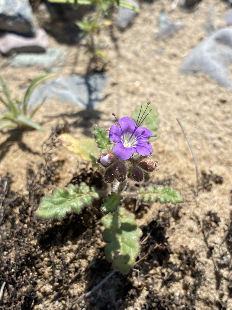 Notch-leaf Scorpionweed from Desert Center, CA, US on March 21, 2024 at ...