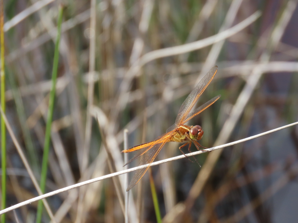 Needham's Skimmer from Collier County, FL, USA on March 21, 2024 at 08: ...