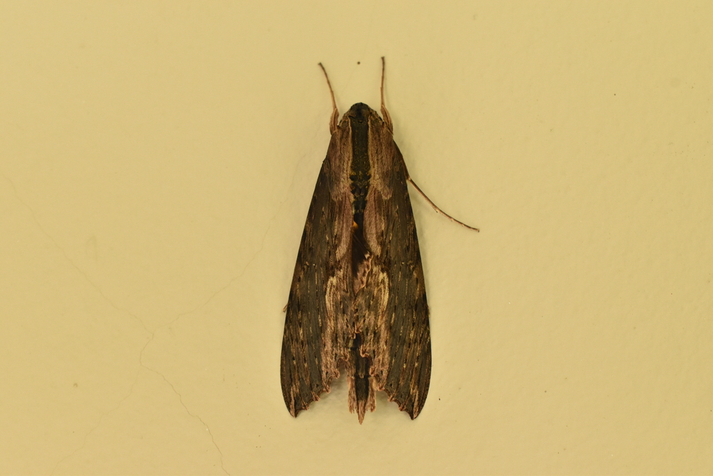 Alope Sphinx from São Domingos - SC, 89835-000, Brasil on March 21 ...