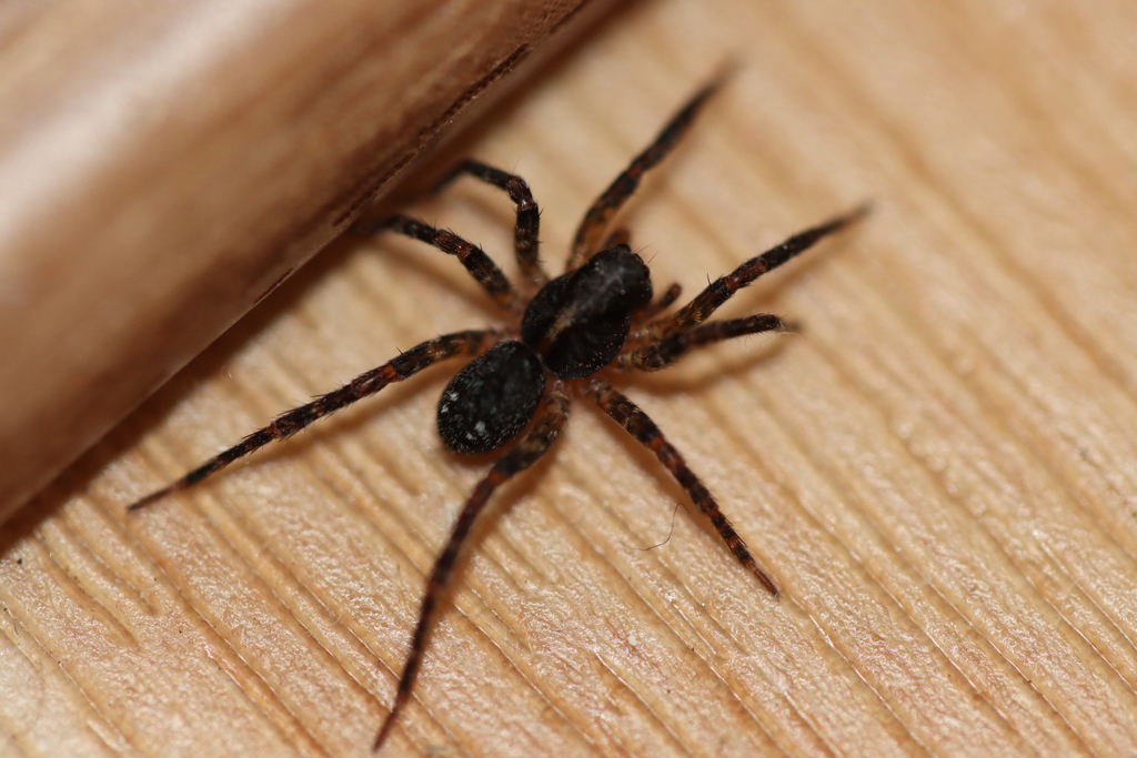Small Striped Wolf Spiders in March 2024 by Nature_Lover · iNaturalist