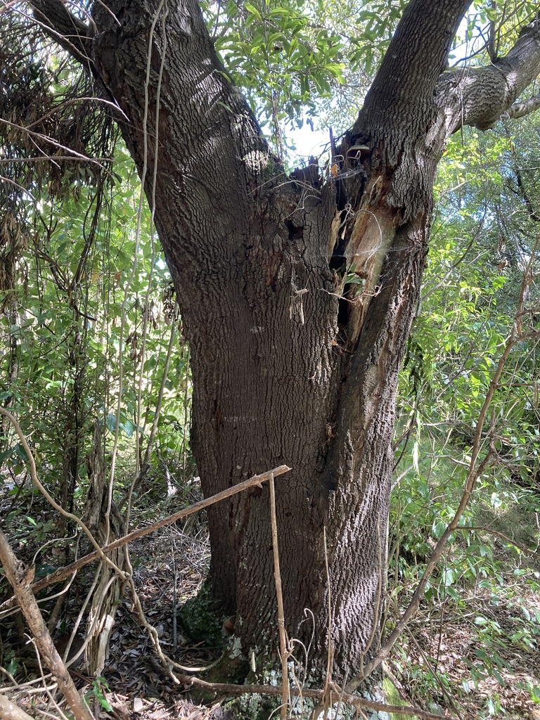 Hinau from Te Ika-a-Māui/North Island, Waikanae, Wellington, NZ on ...